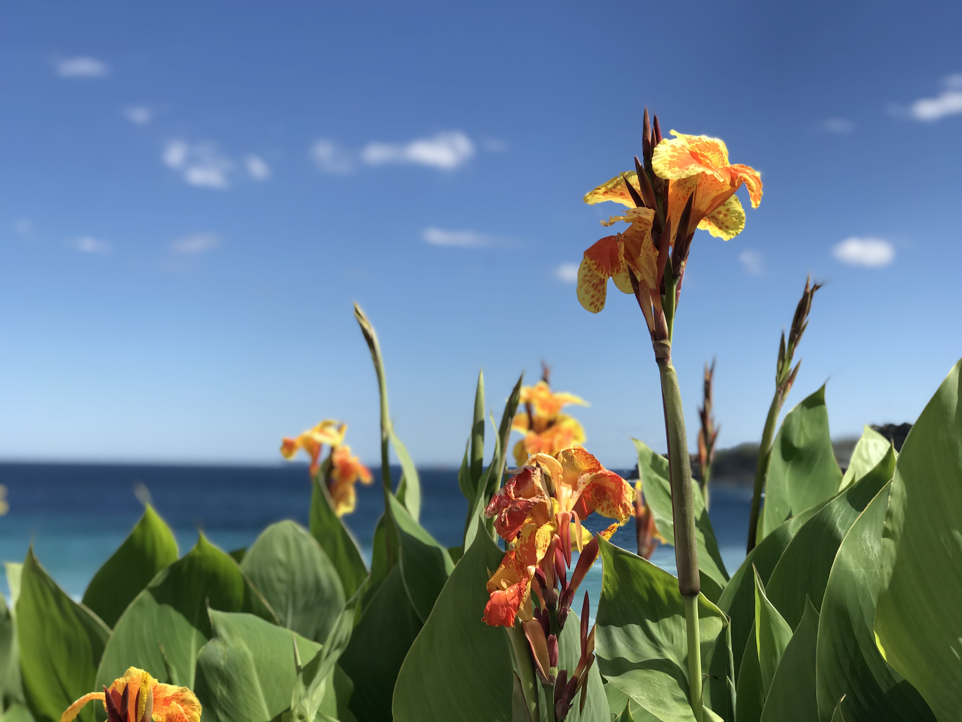 FOTD – Orchid Canna – WrookieSchU