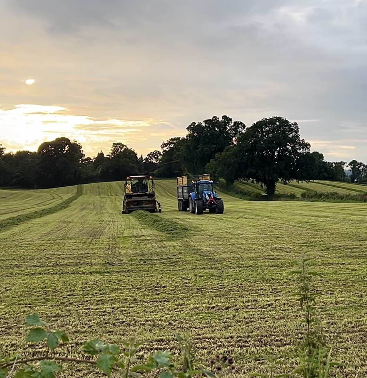 Wordless Wednesday – Grass cutting – WrookieSchU