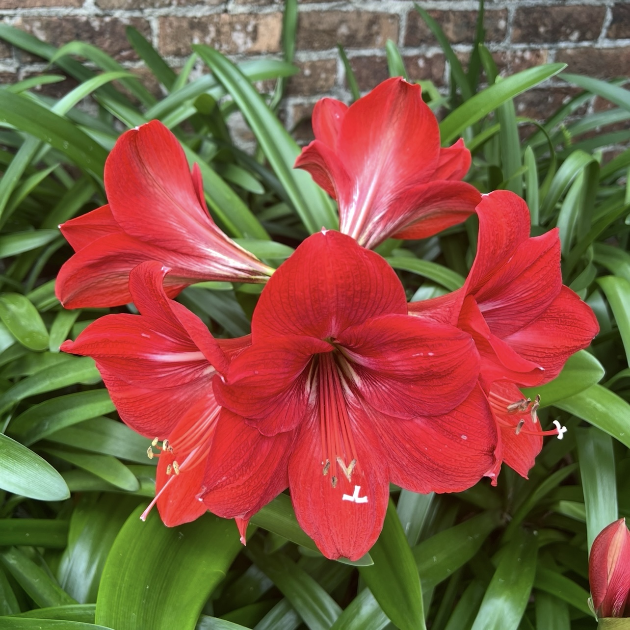 FOTD – Mexican Lily – WrookieSchU