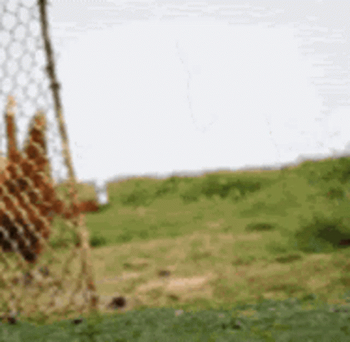 Wayne’s Word – chook – WrookieSchU