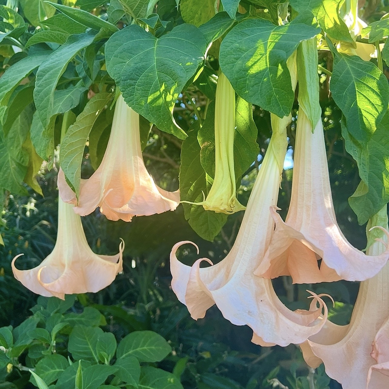 FOTD – White Angel’s Trumpet – WrookieSchU